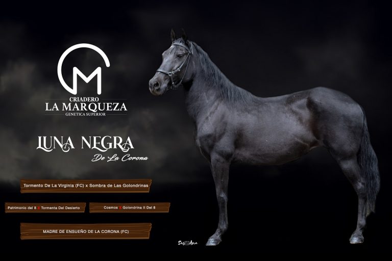LUNA NEGRA DE LA CORONA – Criadero La Marqueza