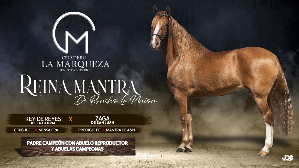 REINA MANTRA DE RANCHO LA UNION – Criadero La Marqueza
