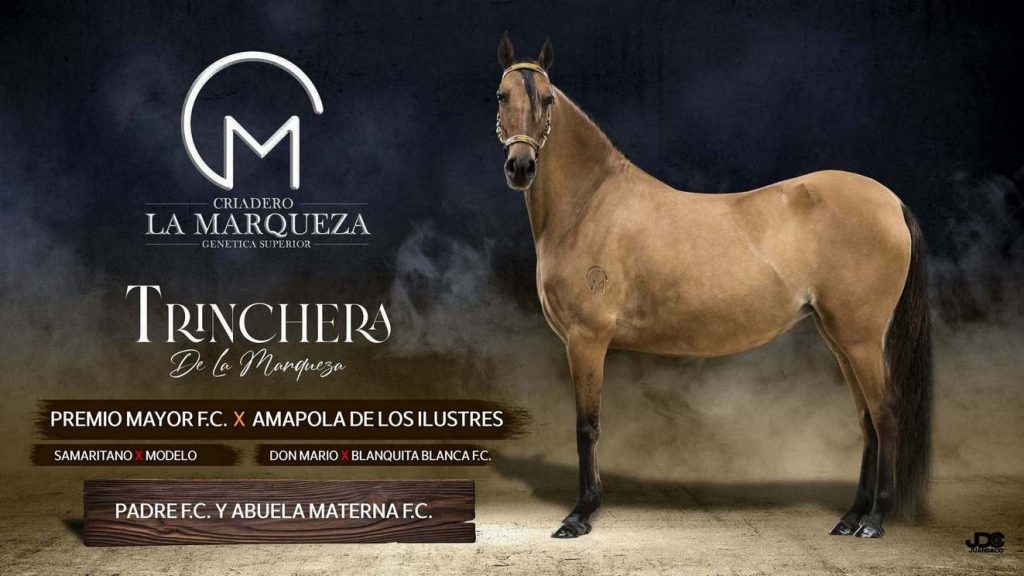TRINCHERA DE LA MARQUEZA – Criadero La Marqueza