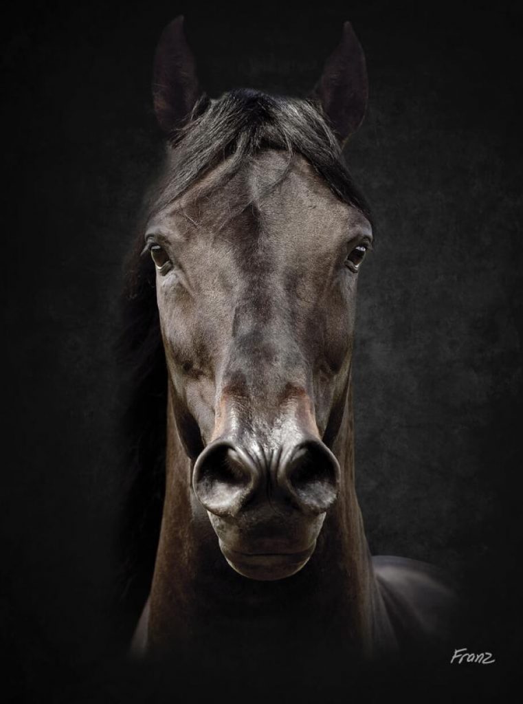 Linebreeding – Criadero La Marqueza